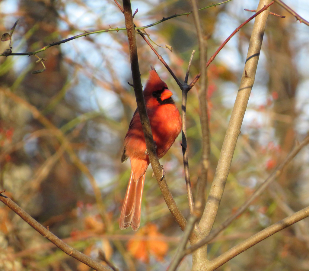 Northern Cardinal on November 03, 2024 at 09:46 AM by Terri Burzycki ...