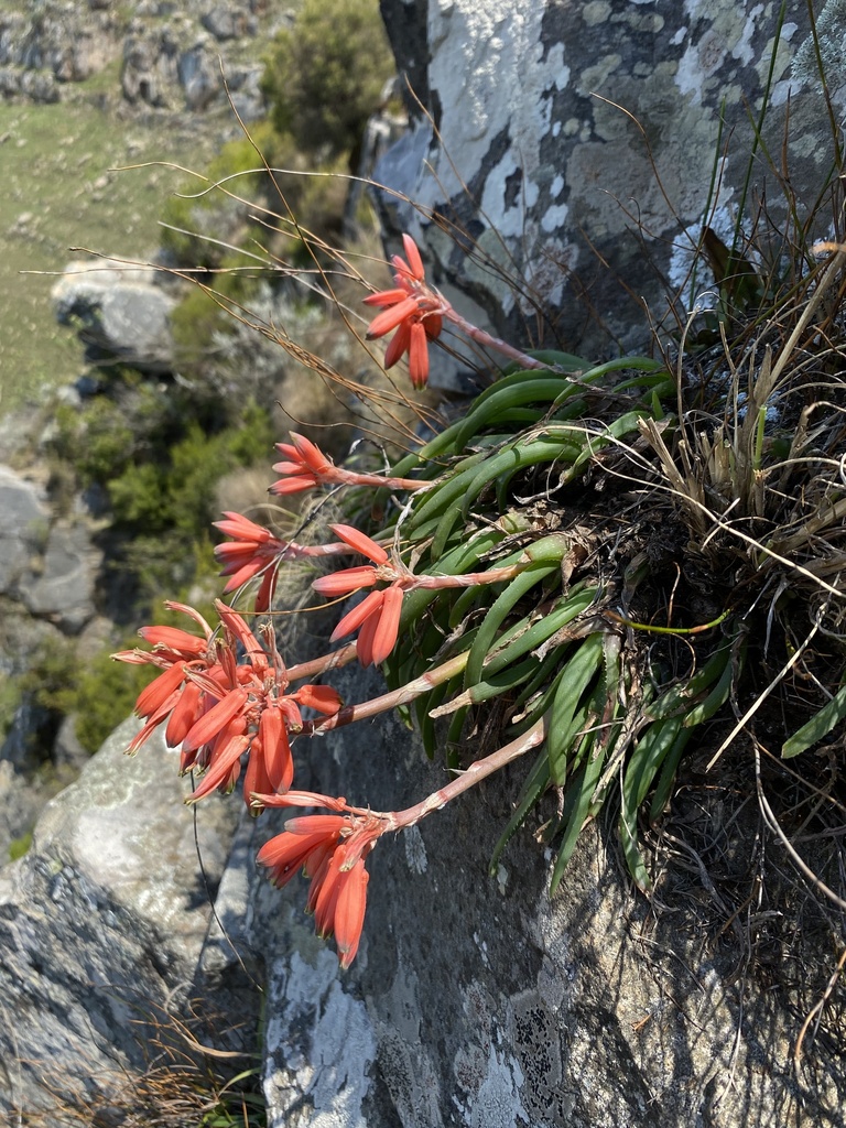 Steenkampsberg aloe in November 2024 by Carel Fourie · iNaturalist