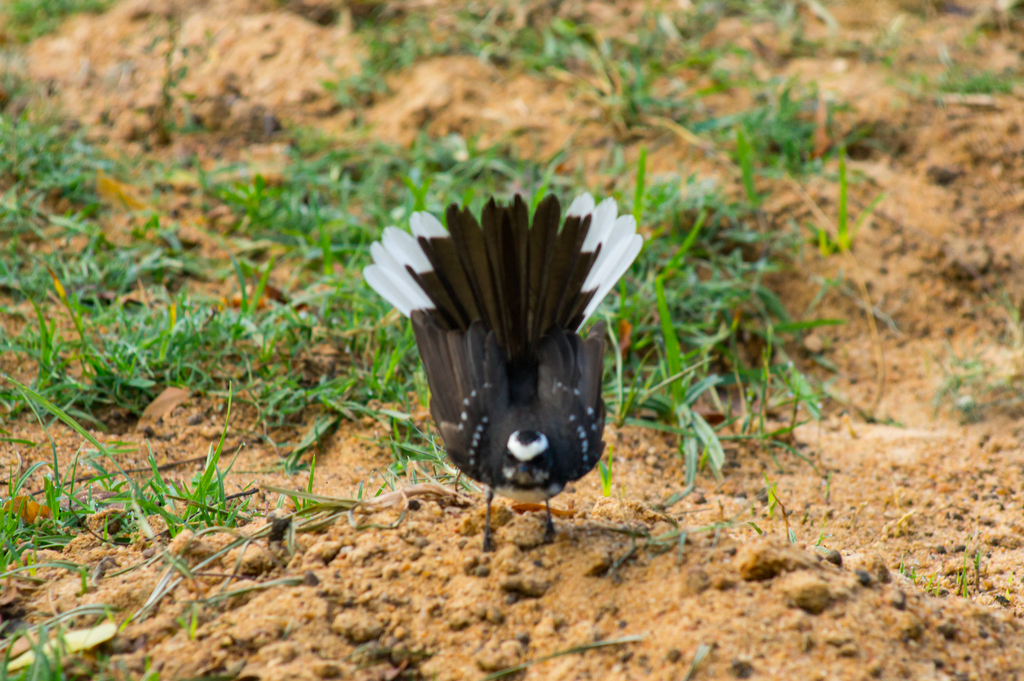 White-browed Fantail from Hambantota, Sri Lanka on January 23, 2016 at ...