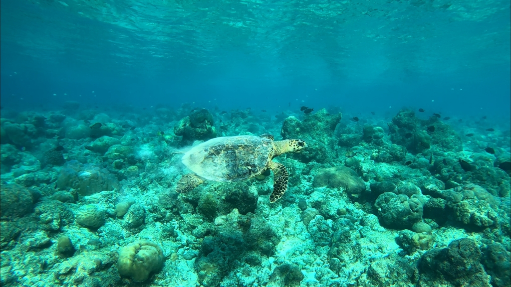 Hawksbill Sea Turtle in October 2024 by Platon Yushchenko · iNaturalist