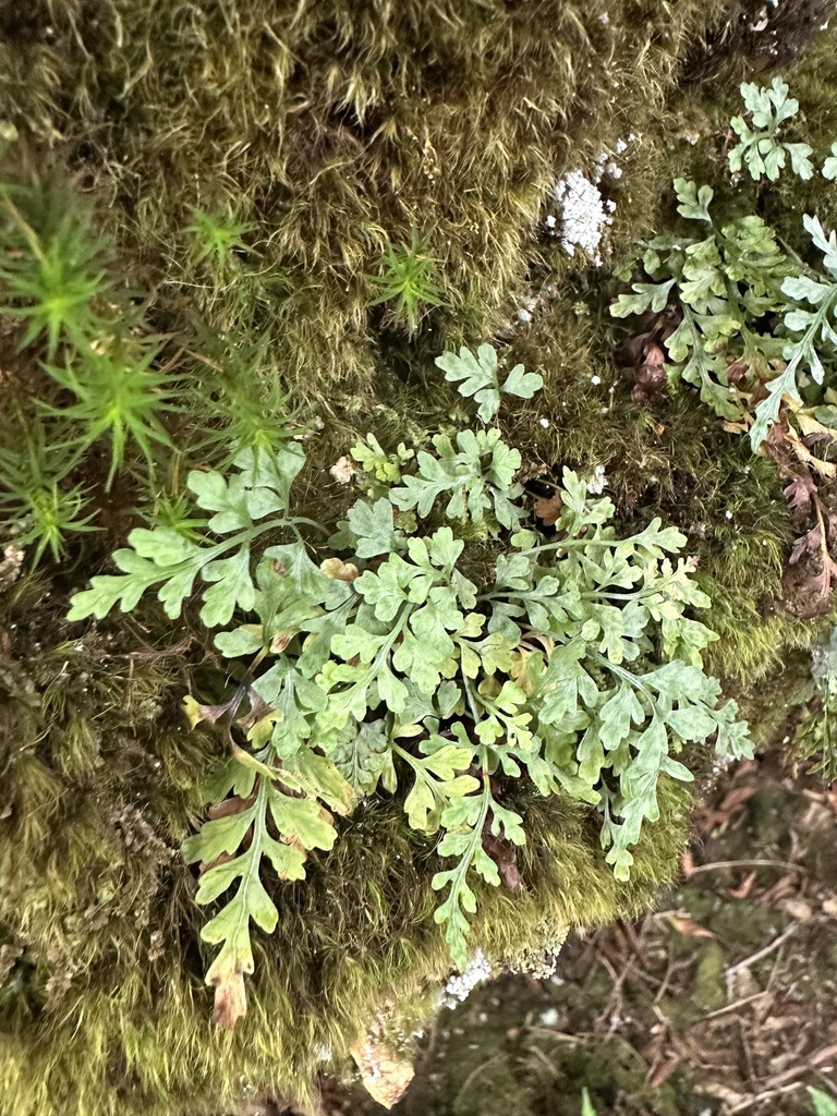 mountain spleenwort from Great Smoky Mountains National Park ...