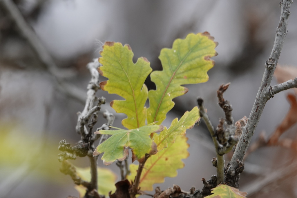 bur oak from Fargo, ND, USA on November 3, 2024 at 11:31 AM by Birgit ...