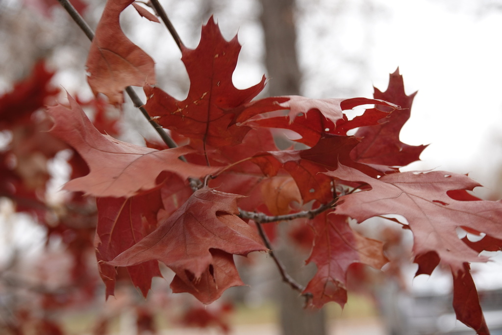 northern red oak from Fargo, ND, USA on November 3, 2024 at 11:33 AM by ...
