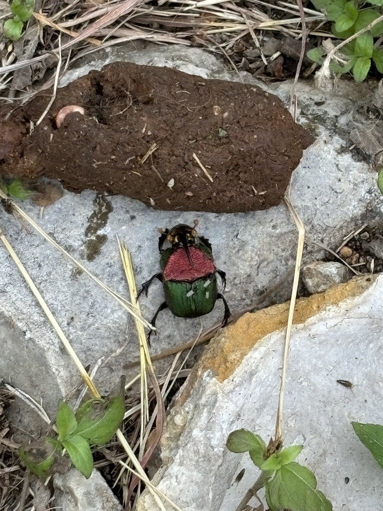 Rainbow Scarab from Lake Whitney State Park, Whitney, TX, US on ...