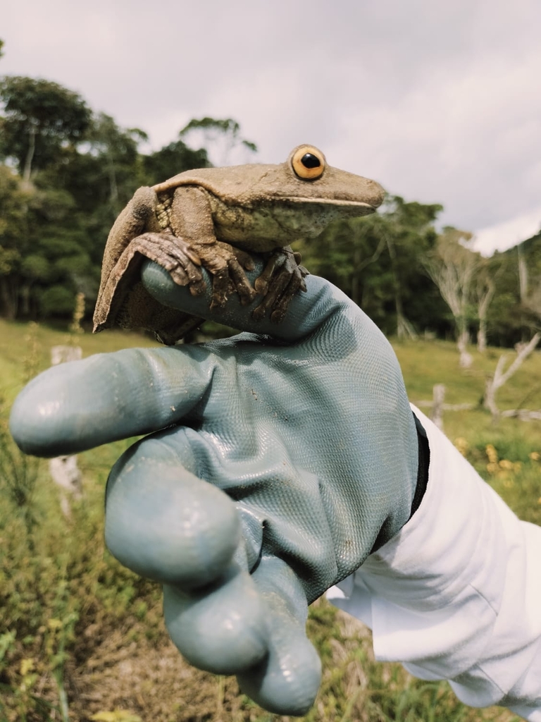 Rusty Tree Frog from Yalí, Antioquia, Colombia on November 1, 2024 at ...