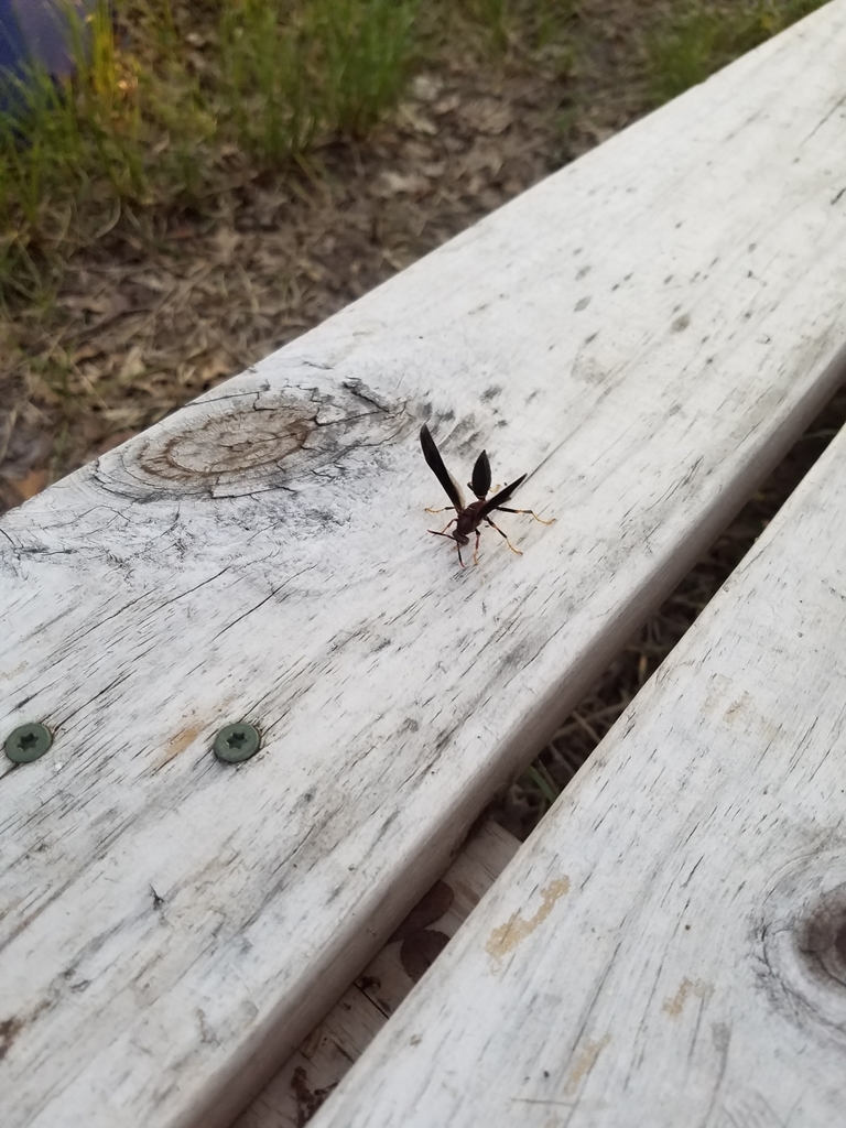 Ringed Paper Wasp from Bonham, TX 75418, USA on July 12, 2019 at 08:06 ...