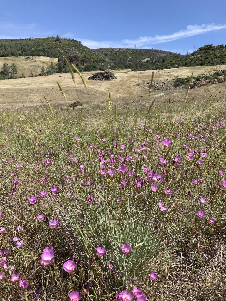tracy's clarkia in June 2019 by Paul Aigner · iNaturalist