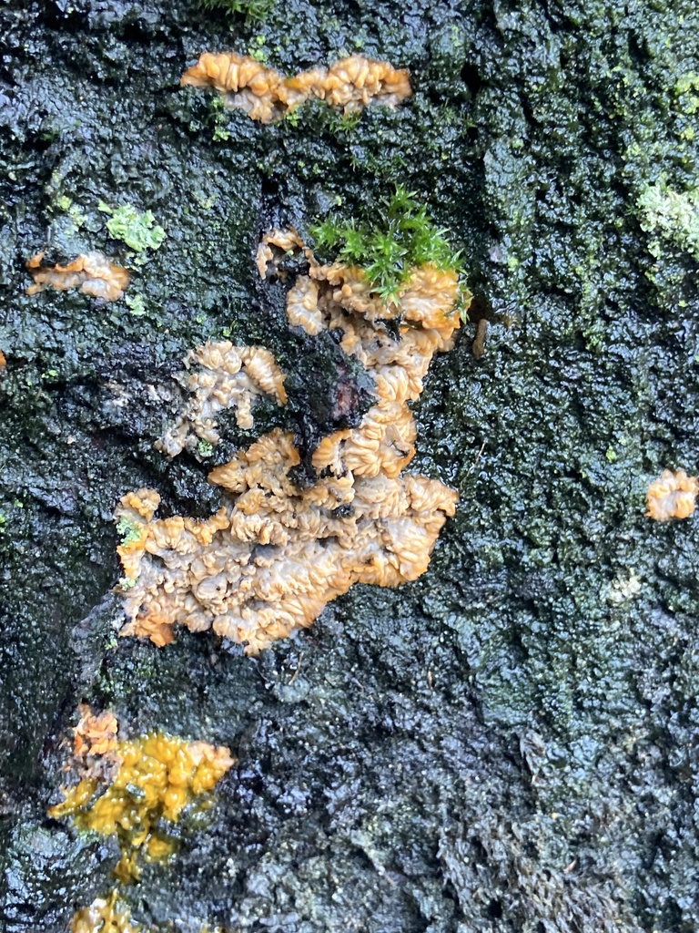 Wrinkled Crust from E Seventh Ave, Vancouver, BC, CA on November 3 ...