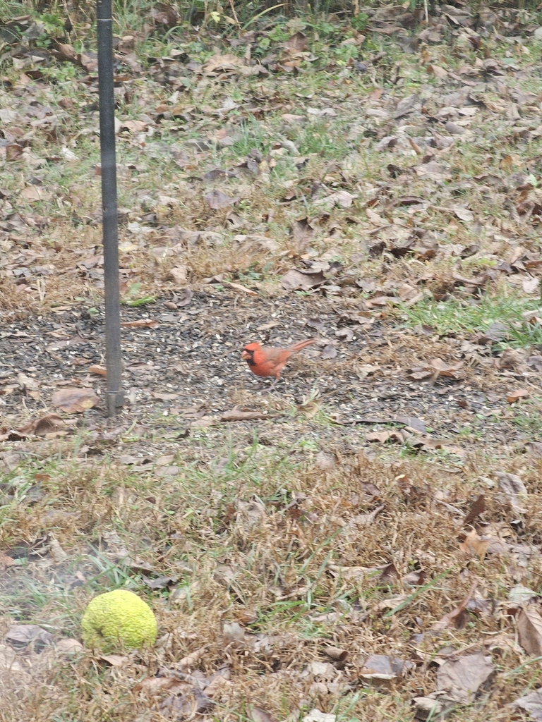 Northern Cardinal from Bucyrus, KS 66013, USA on November 3, 2024 at 02 ...
