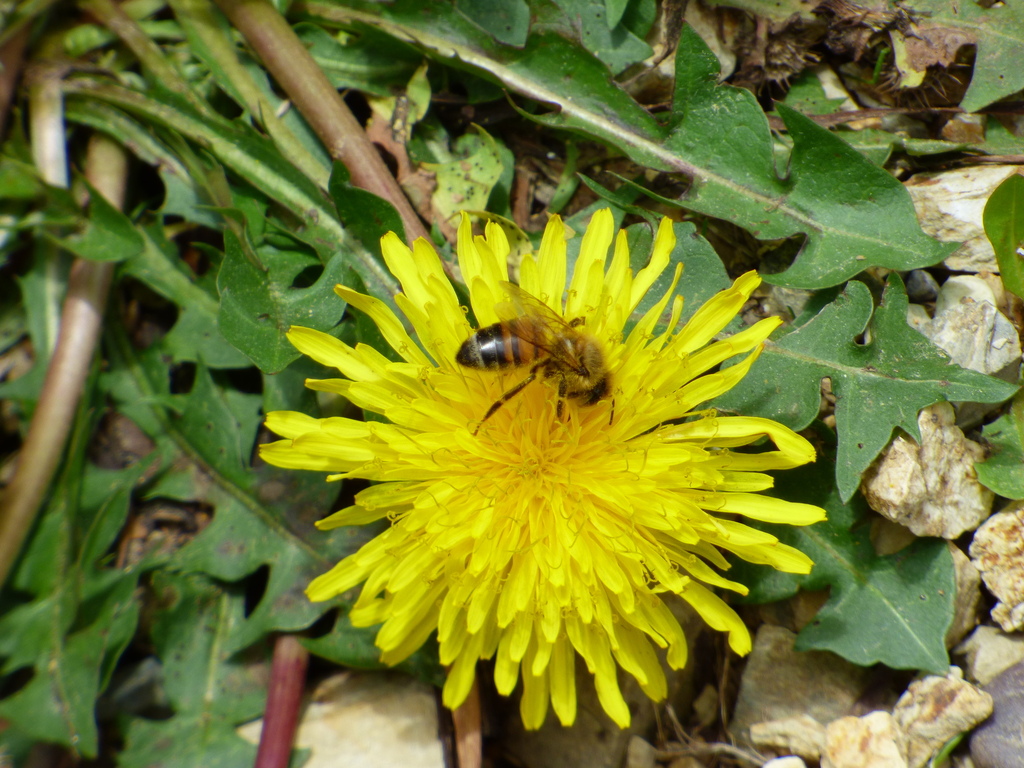 common dandelion from C.p Santa Rosa de Ocopa, 12200, Perú on October ...