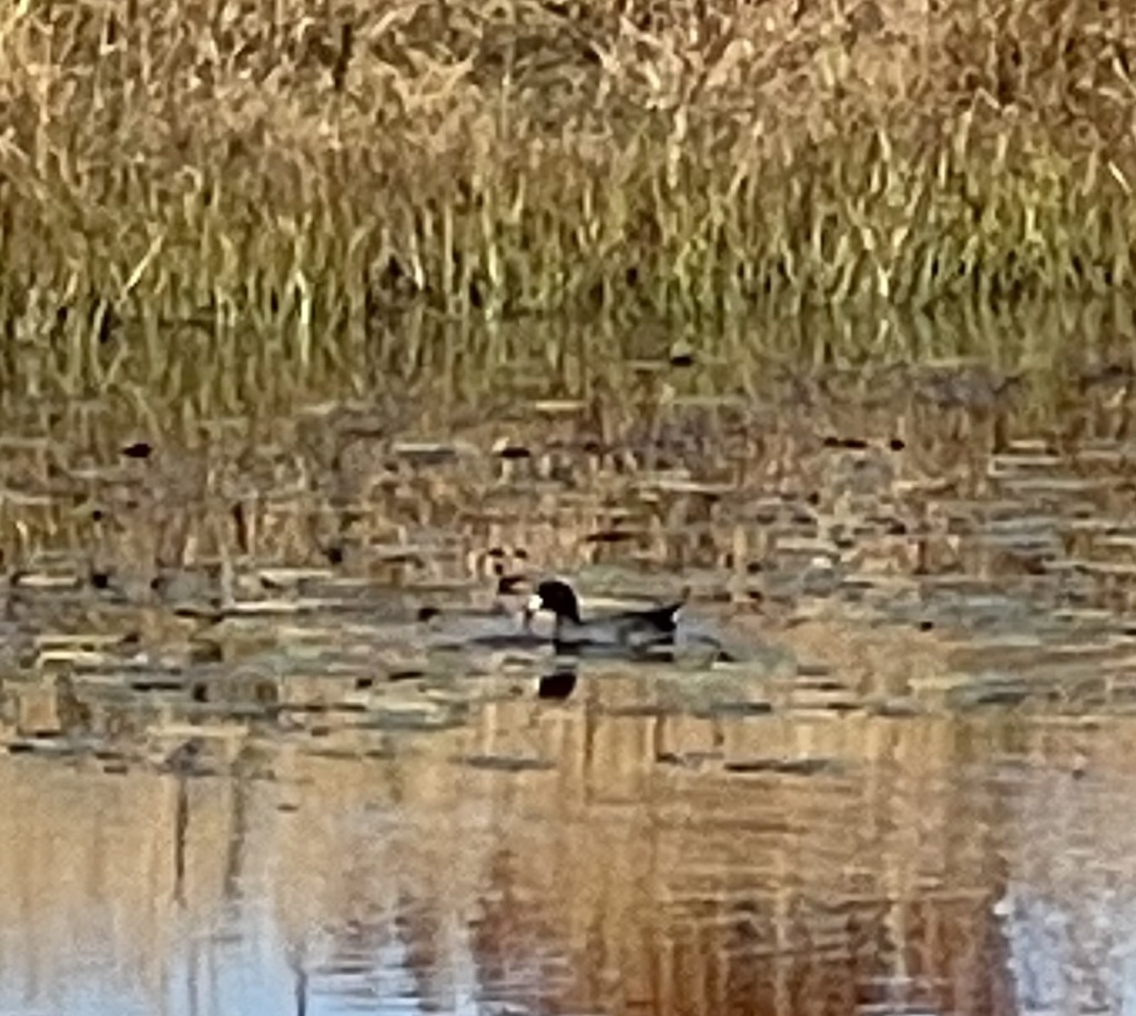 American Coot from Summit Park, Blue Ash, OH, US on November 2, 2024 at ...