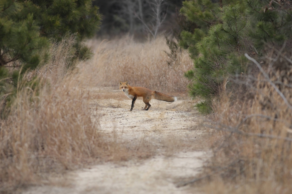 Eastern American Red Fox from Bayville, NJ 08721, USA on January 16 ...