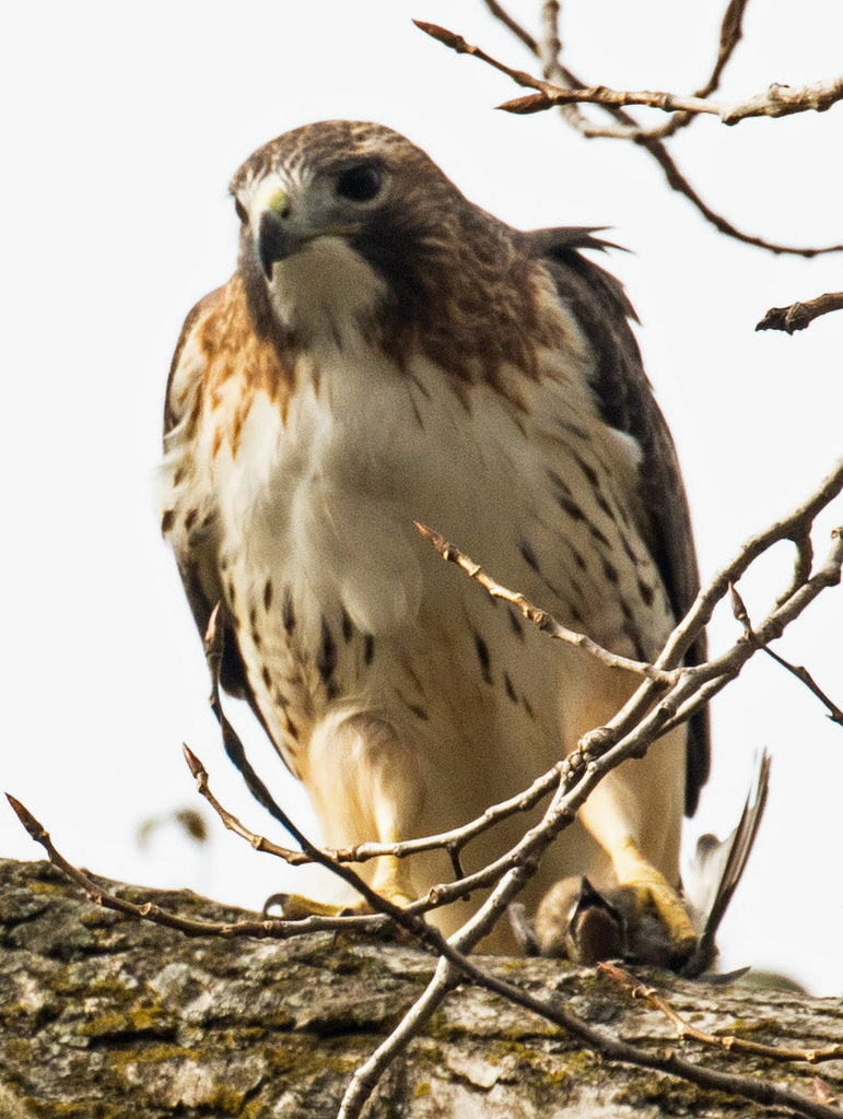 Red-tailed Hawk from Portage, MI, USA on November 3, 2024 at 02:39 PM ...