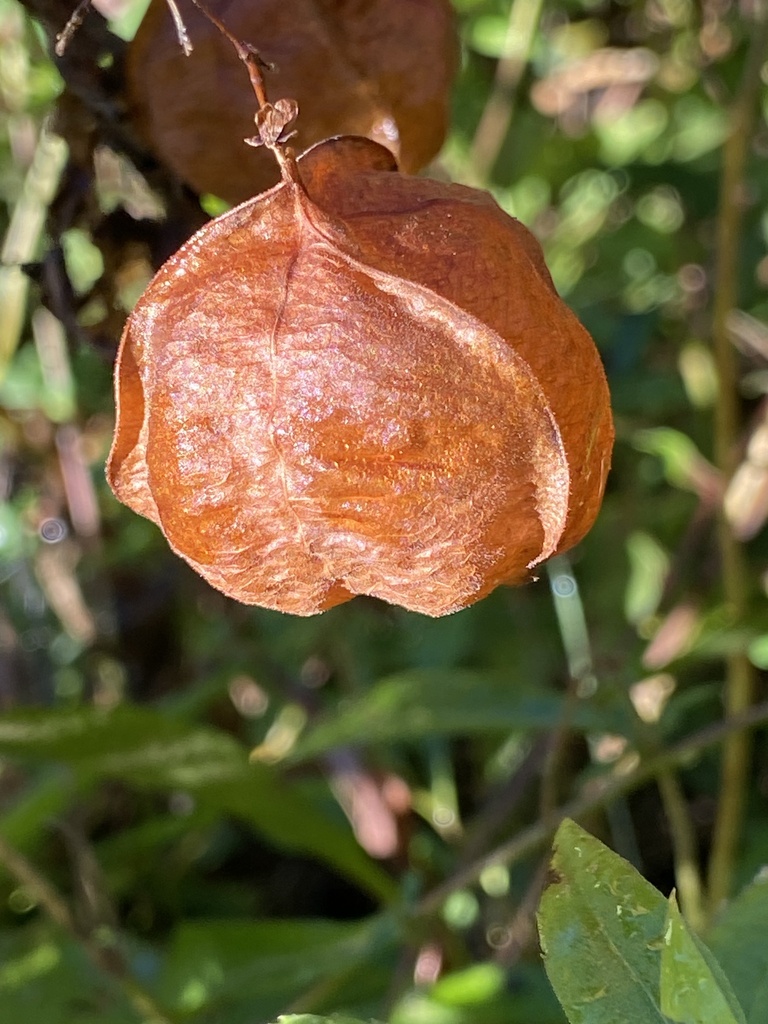 Lesser Balloon Vine from US-45, Vienna, IL, US on November 2, 2024 at ...