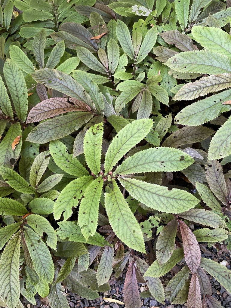 Parataniwha from Te Kuiti on November 4, 2024 at 09:15 AM by Susan M ...