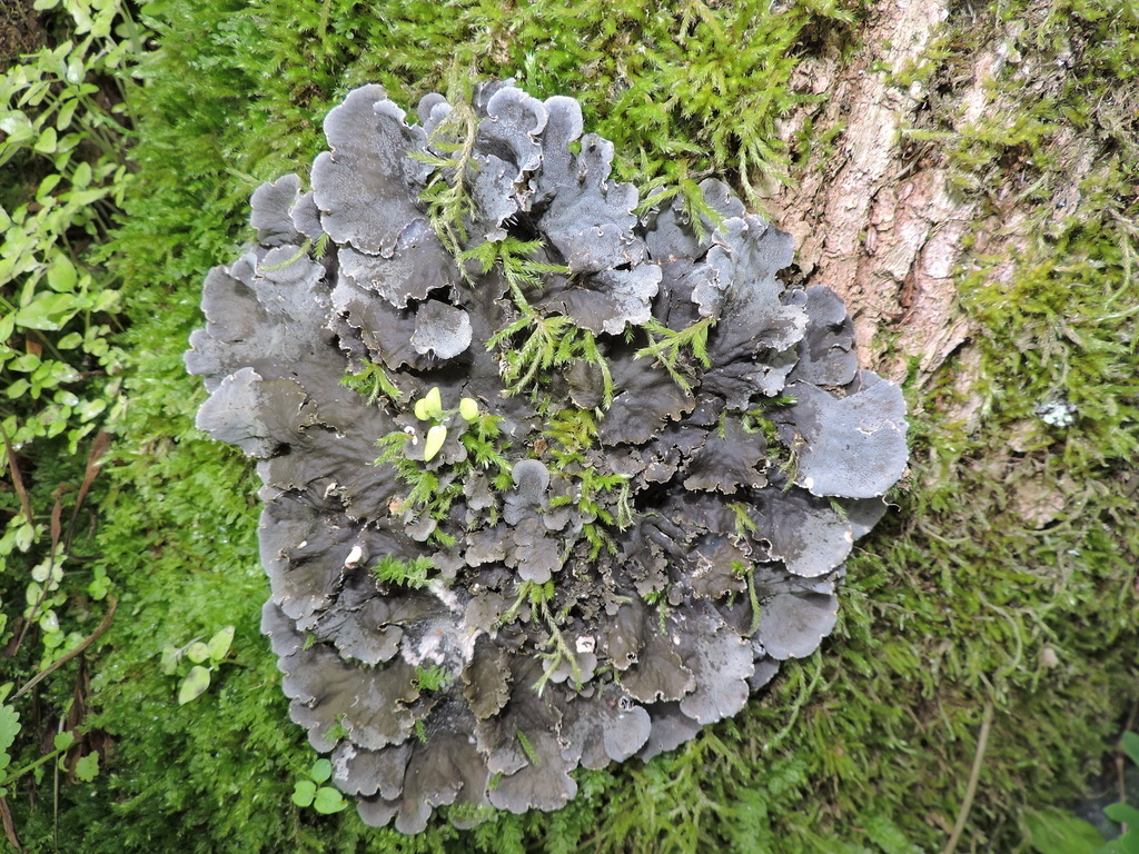 scaly pelt lichen from Smyth County, VA, USA on July 12, 2019 at 10:48 ...