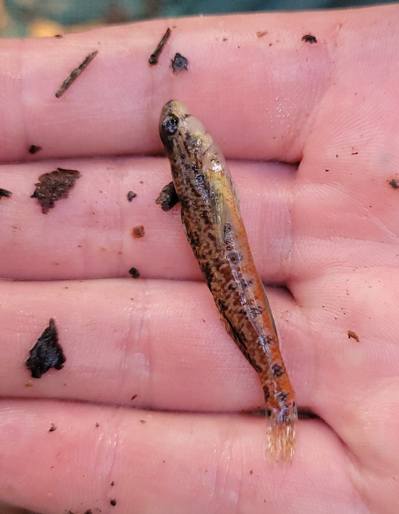 Alabama Darter from Brent, AL 35034, USA on November 3, 2024 at 01:39 ...