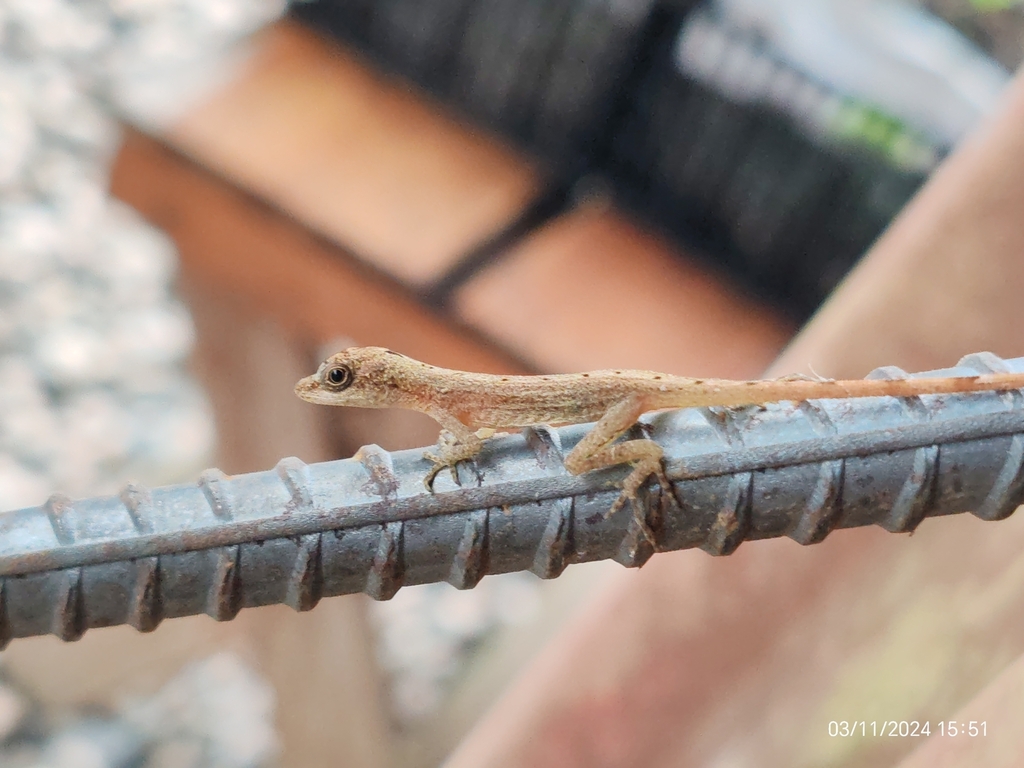 Border Anole from R39P+W55, Provincia de Puntarenas, La Unión, Costa ...