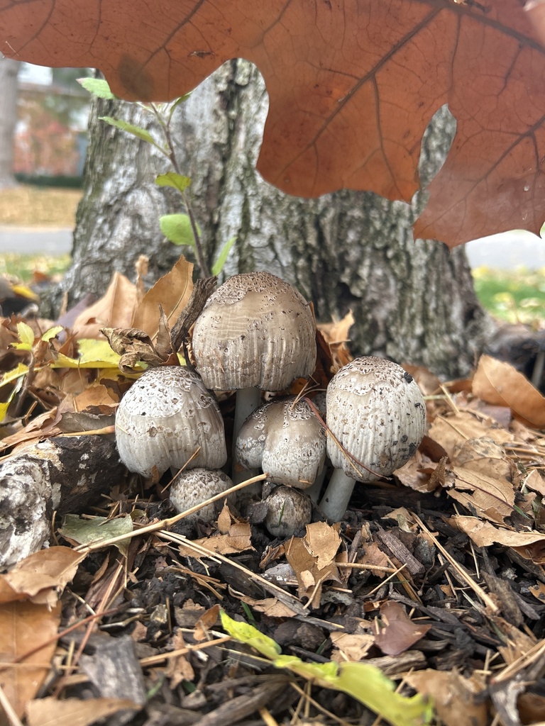 Common Ink Cap from Woodsshire Pkwy, Lincoln, NE, US on November 3 ...
