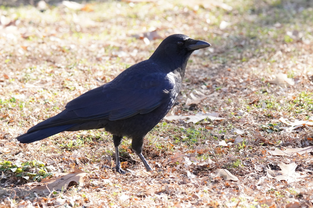 American Crow from Bate Island, Ottawa, ON, Canada on November 3, 2024 ...