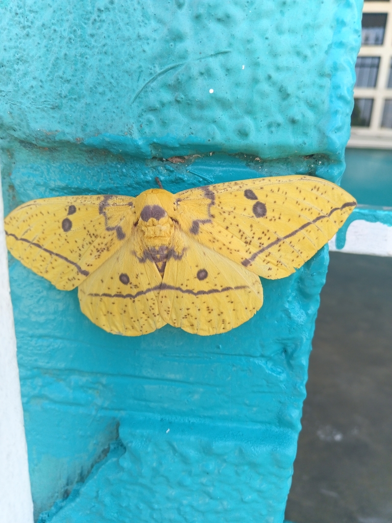 Imperial Moth from 95350 Col. Adolfo Ruiz Cortines, Ver., México on ...