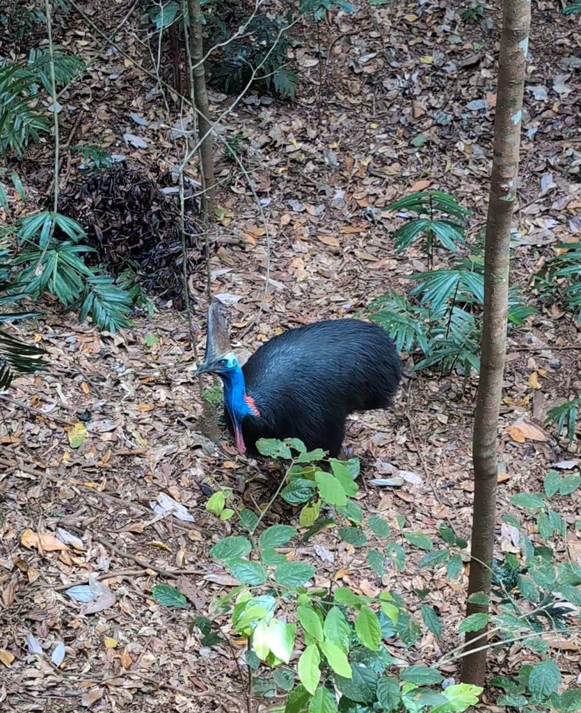 Southern Cassowary from Tarzali QLD 4885, Australia on November 4, 2024 ...