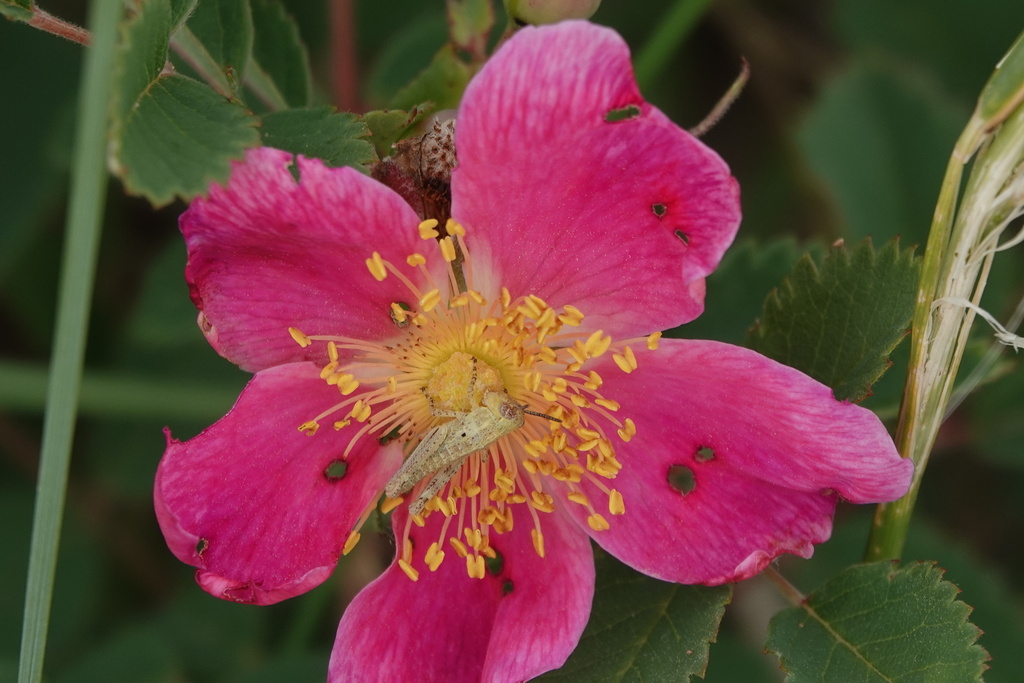 climbing prairie rose from Medora, ND 58645, USA on June 24, 2023 at 04 ...