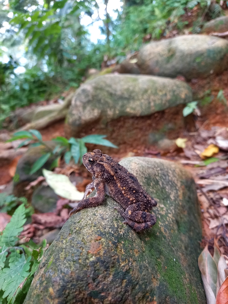 Indonesian Crested Toad from C659+QPG, Mekarbuana, Tegalwaru, Karawang ...