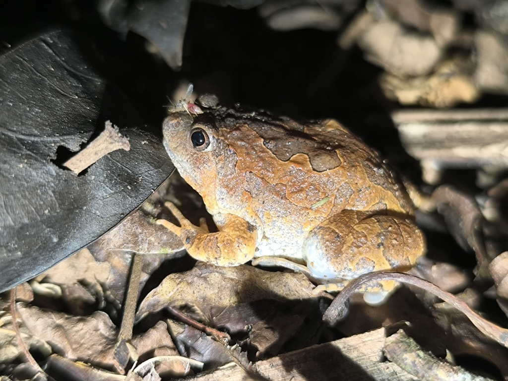 Burmese Squat Frog in November 2024 by Chaiporn Momo · iNaturalist