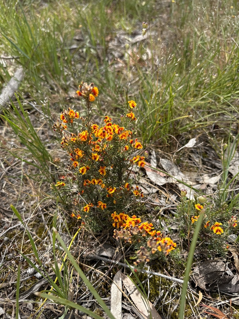 grey parrot pea from Mount Macedon Rd, Macedon, VIC, AU on November 4 ...