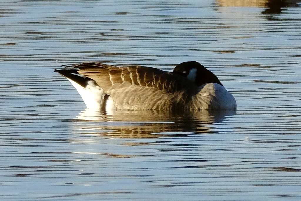 Canada Goose from Markham, ON, Canada on November 2, 2024 at 04:54 PM ...
