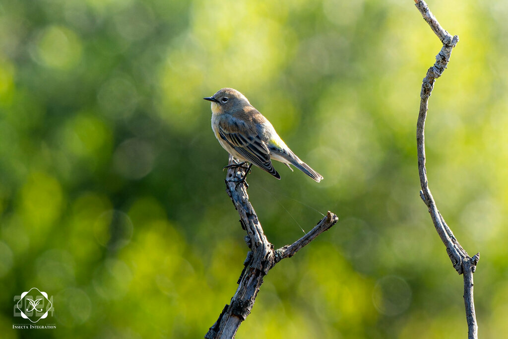 Yellow-rumped Warbler from San Diego, California, United States on ...