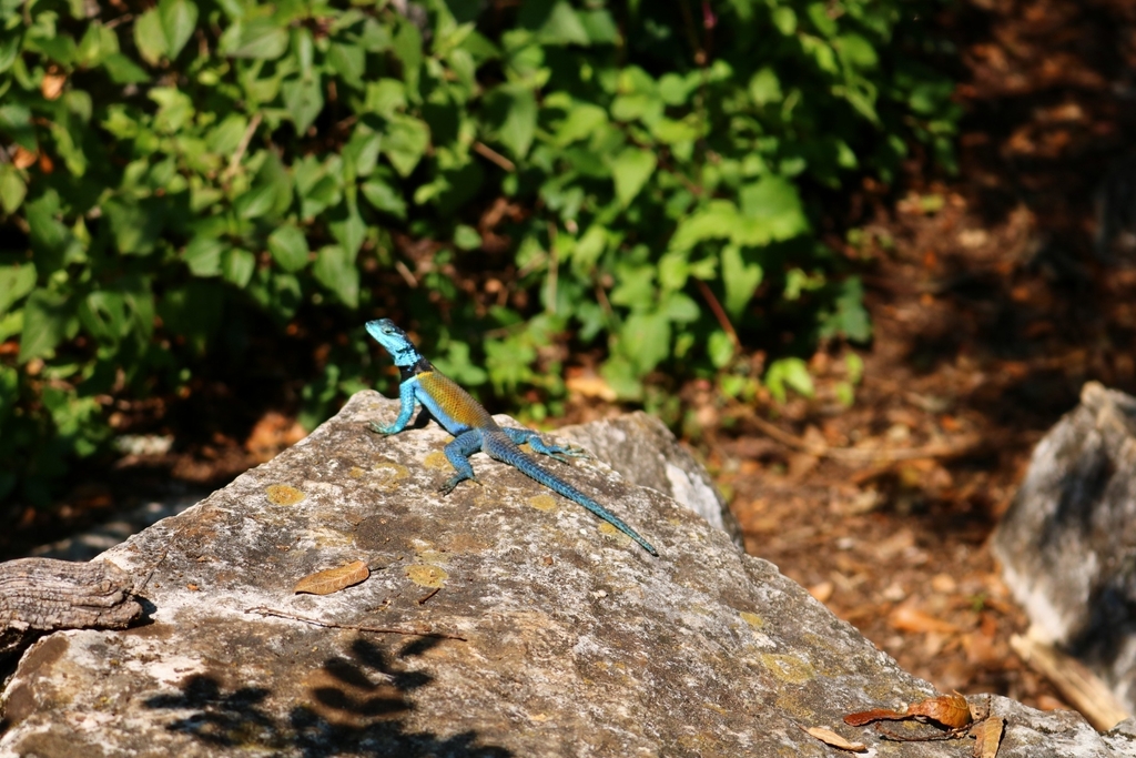 Minor Lizard from 79554 S.L.P., México on November 3, 2024 at 11:50 AM ...