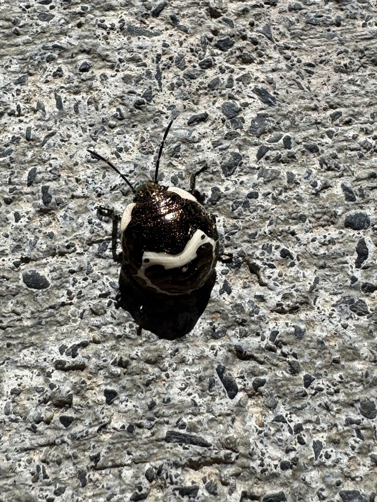 Clown Stink Bug from 本州, 静岡市, 静岡県, JP on November 4, 2024 at 12:38 PM ...