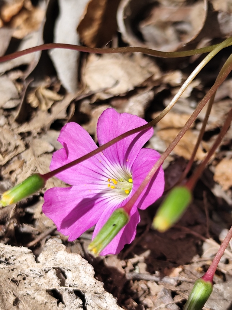 Oxalis arenaria from Laguna Verde - HX45+X3, Río Claro, Maule, Chile on ...