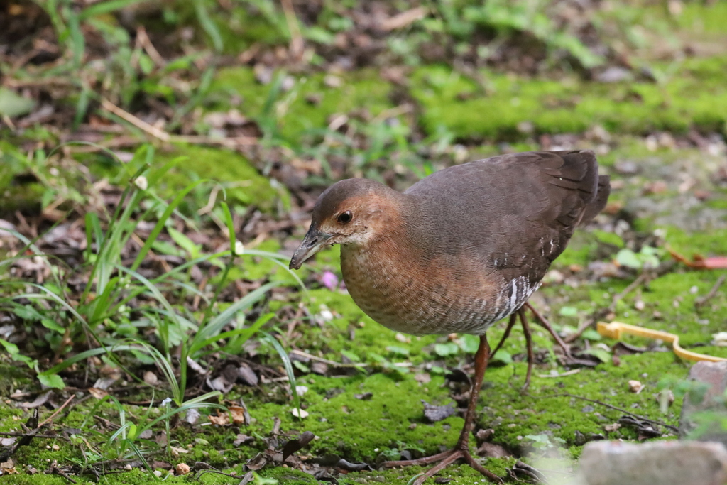 Band-bellied Crake in October 2024 by Chiu Yuhang · iNaturalist