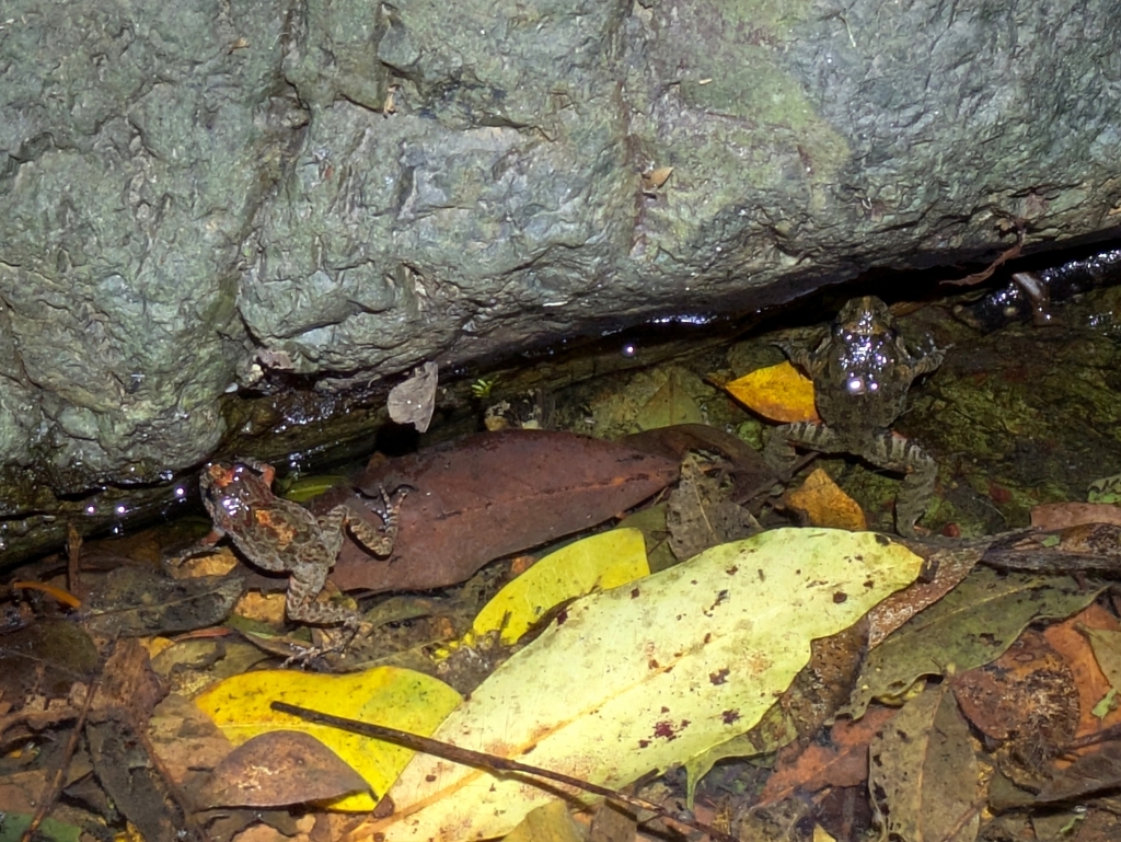 Tusked Frog in November 2024 by soggyboots. Very timid frogs living in ...