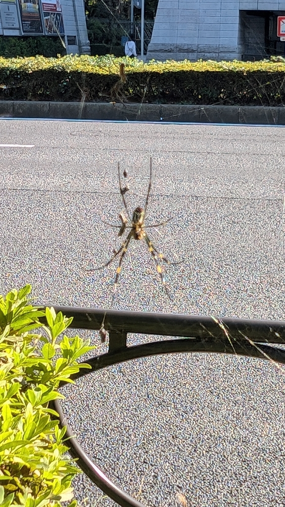 Joro Spider from Akasaka, Minato City, Tokyo 107-0052, Japan on ...
