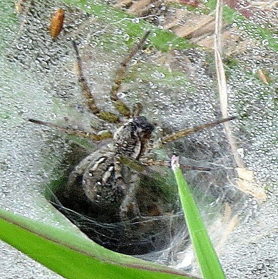 RTA Clade Spiders from Overberg District Municipality, South Africa on ...