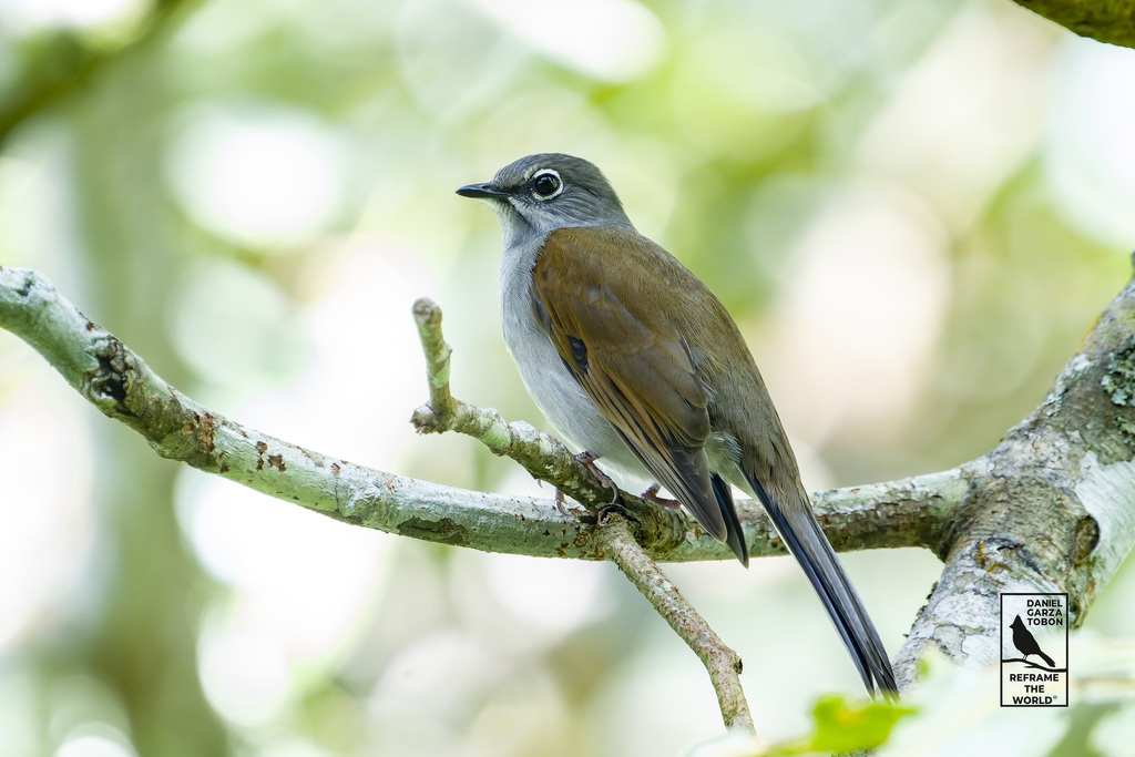 Brown-backed Solitaire from 70960 Pluma Hidalgo, Oax., México on ...