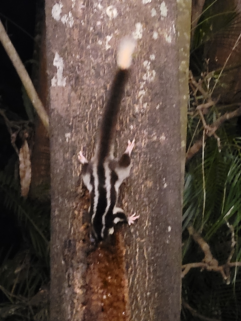 Striped Possum from Eacham, AU-QL, AU on November 3, 2024 at 04:11 AM ...