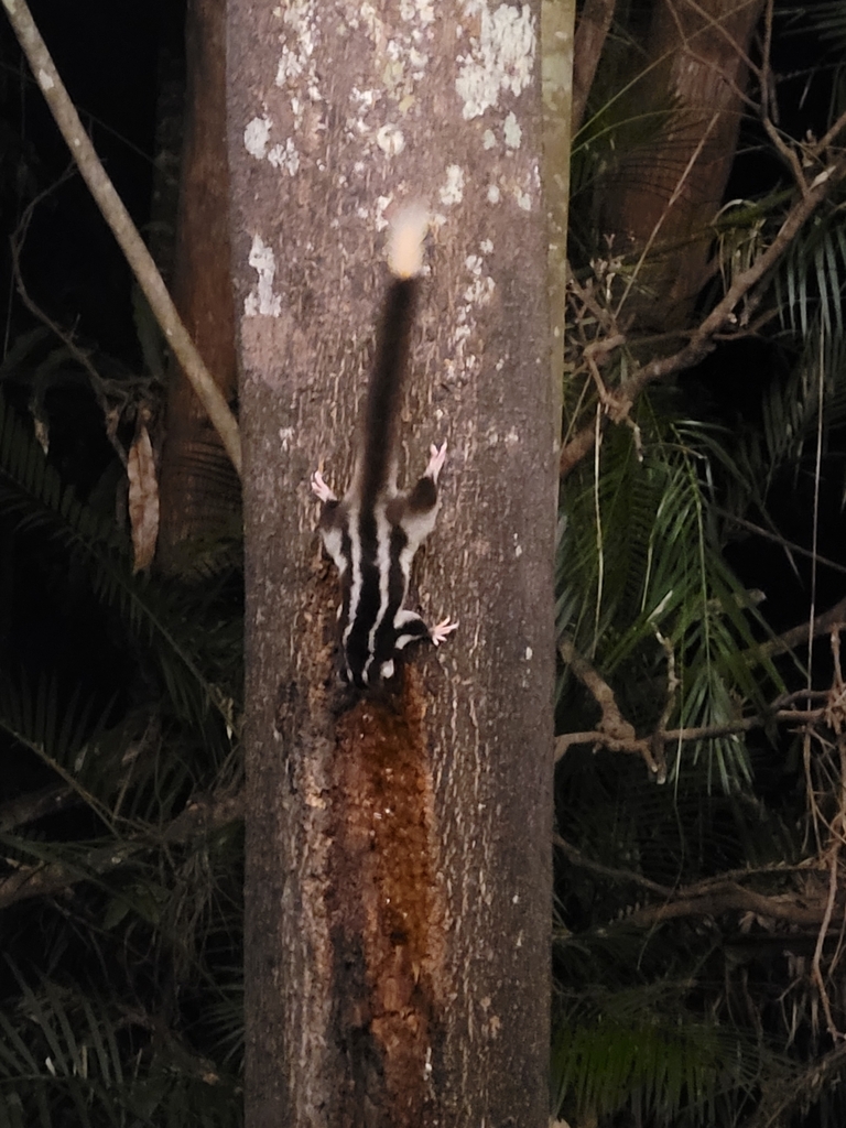 Striped Possum from Eacham, AU-QL, AU on November 03, 2024 at 04:17 AM ...
