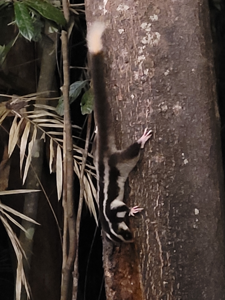 Striped Possum from Eacham, AU-QL, AU on November 03, 2024 at 04:21 AM ...