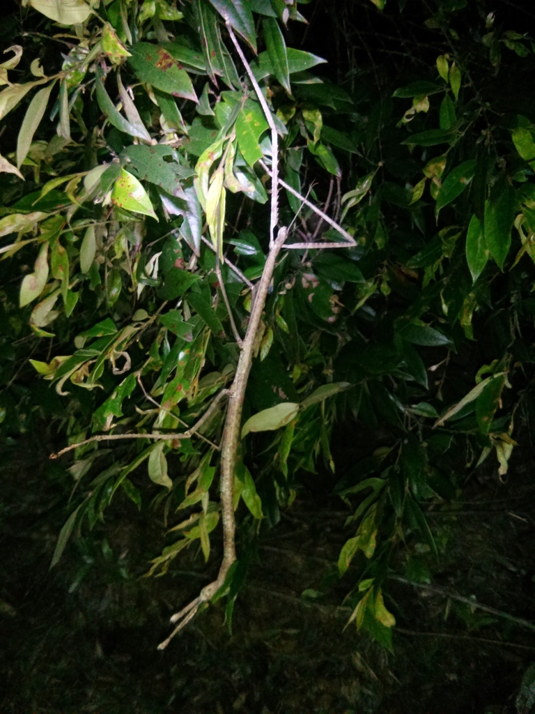 Gargantuan Stick Insect from Lamb Range QLD 4870, Australia on January ...