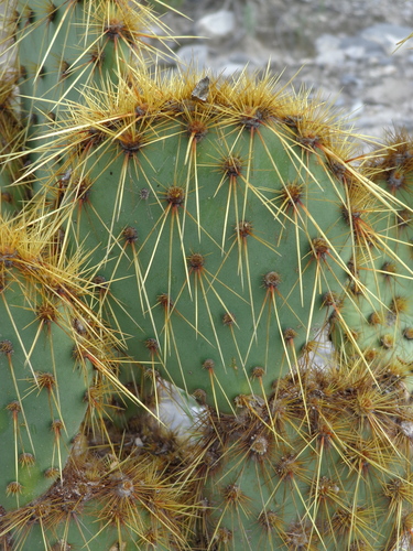 Nopal dorado (Opuntia neochrysacantha)