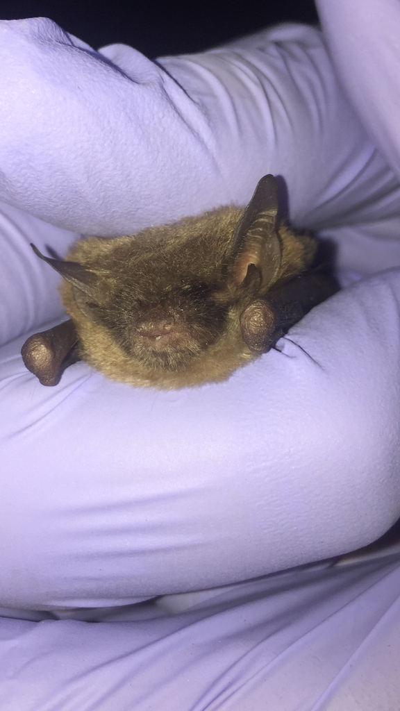 Indiana Bat in August 2016 by Bradley Seat · iNaturalist