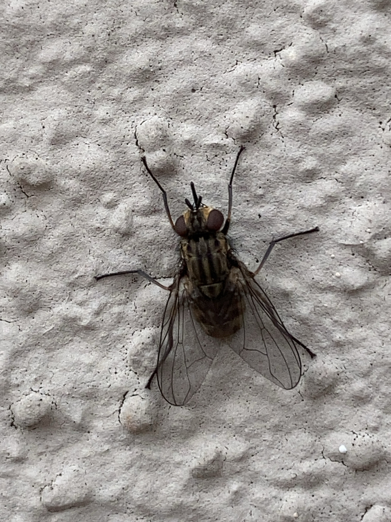 Stable Fly from Дрезден on November 4, 2024 at 12:55 PM by Oleh Feia ...