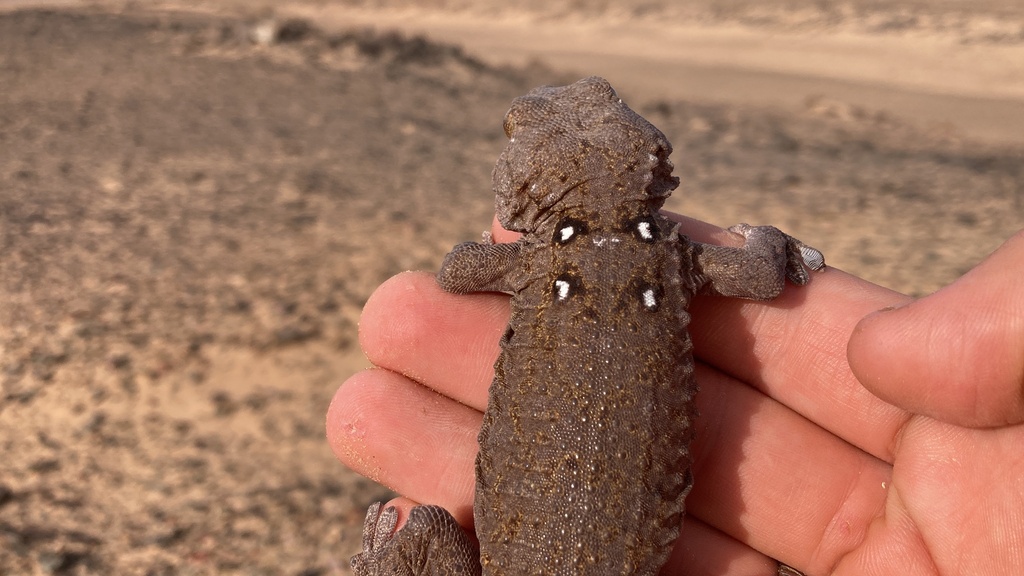 Ringed Wall Gecko from Sidi Ahmed Laaroussi on October 30, 2024 at 04: ...