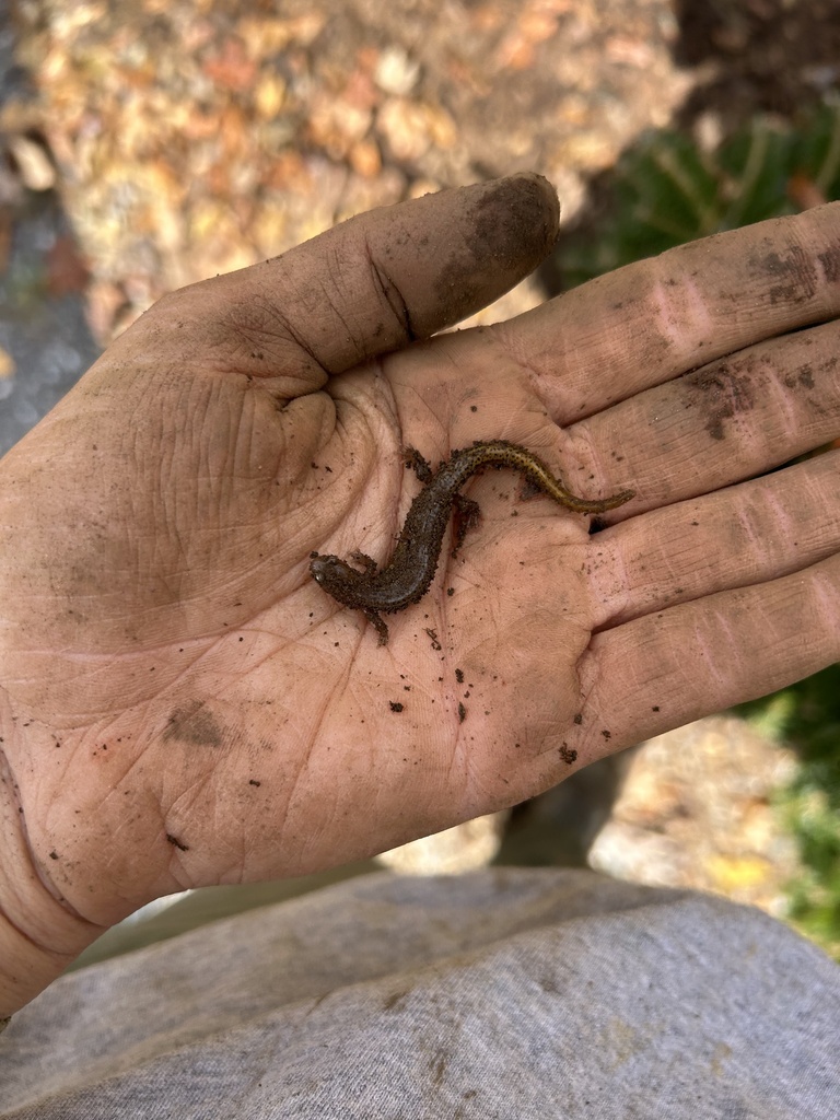 Blue Ridge Two-lined Salamander from Boone, NC, US on October 28, 2024 ...