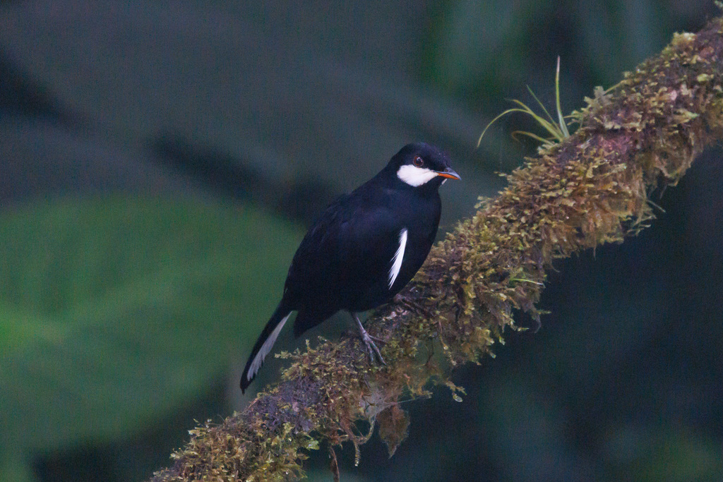 Black Solitaire from Metropolitan District of Quito, Ecuador on October ...